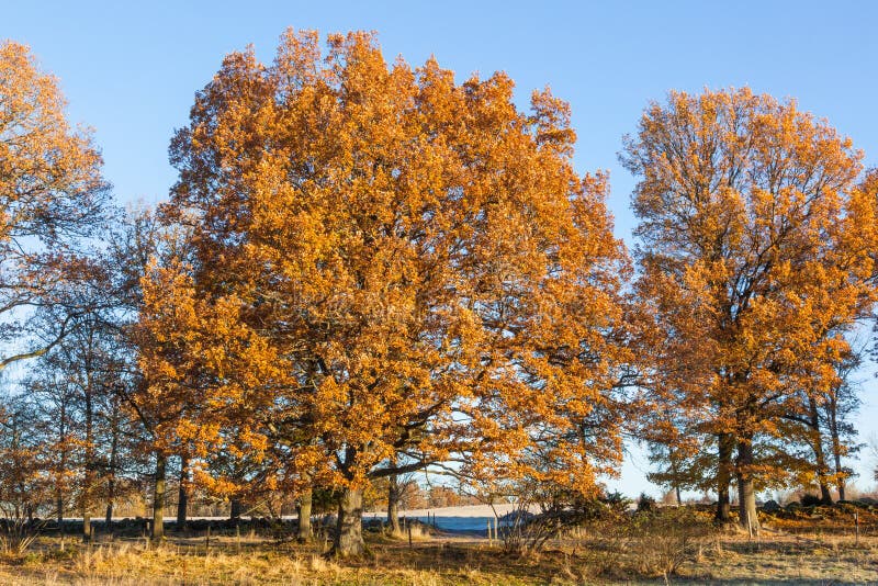 Oak trees stock image. Image of woods, tree, scenery - 44110471