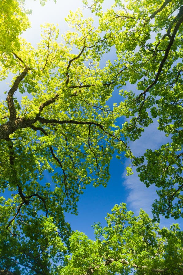 Oak Trees from Below Under Blue Sky Stock Photo - Image of park, spring ...