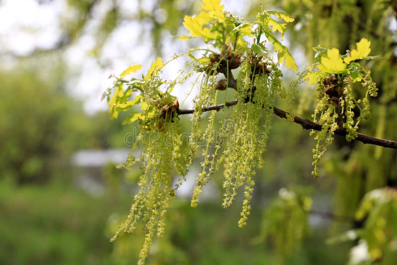 Pklimenko - Photographer profile