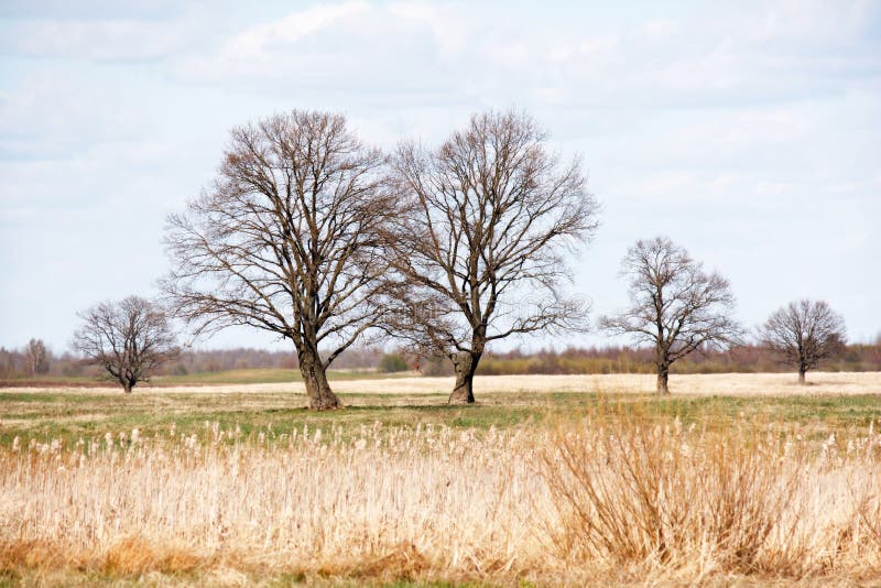 Oak trees in the field stock image. Image of season, nature - 14086529