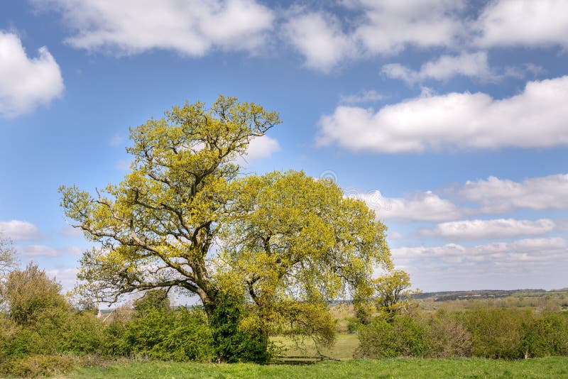 Oak Trees in a Field in Spring Stock Photo - Image of branches, foliage ...