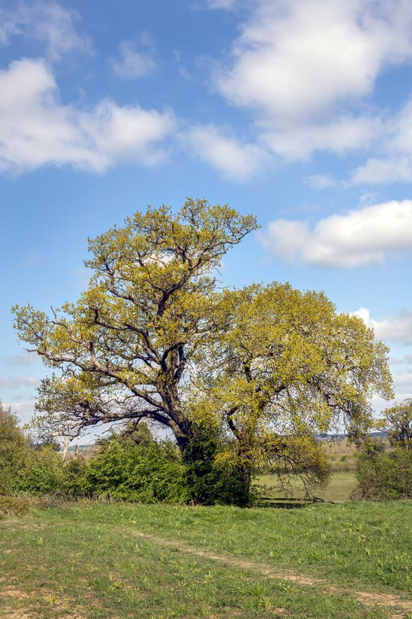 Oak Trees in a Field in Spring Stock Image - Image of branch, tree ...