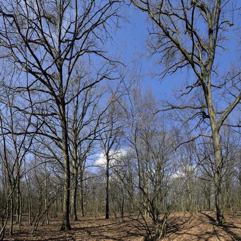 Oak Trees in the Forests of Weinviertel, Lower Austria, Springtime ...
