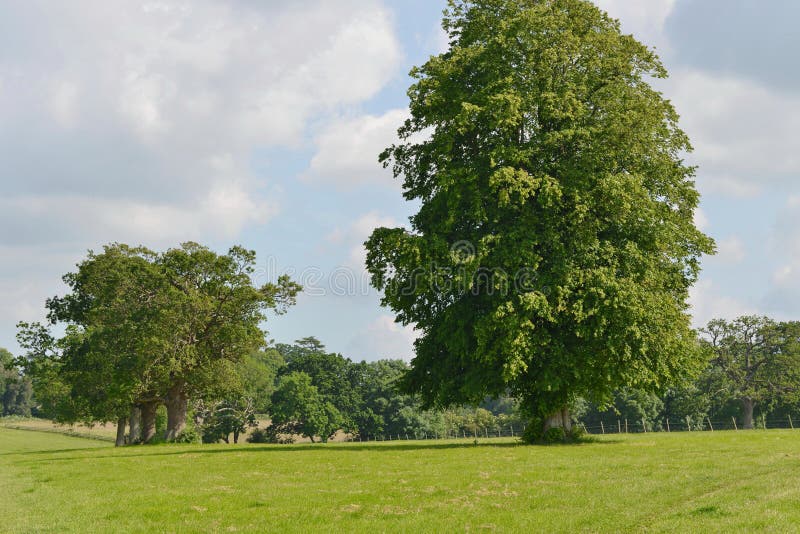 Oak Trees in a Green Field stock image. Image of farms - 238070481