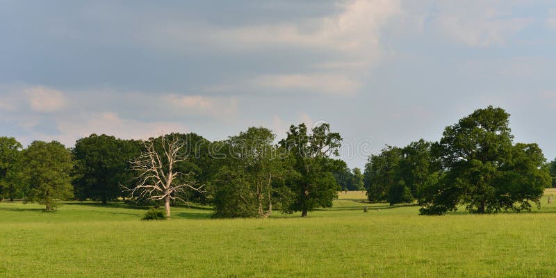 Oak Trees in a Green Field stock photo. Image of grass - 239089824
