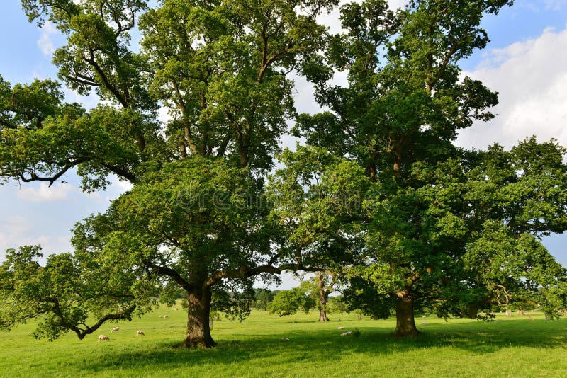 Oak Trees in a Green Field stock image. Image of fresh - 239090207