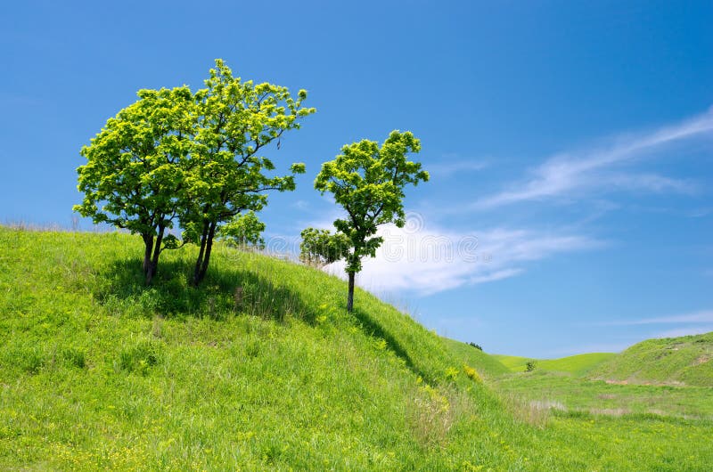 8,817 Oak Tree Hill Stock Photos - Free & Royalty-Free Stock Photos ...