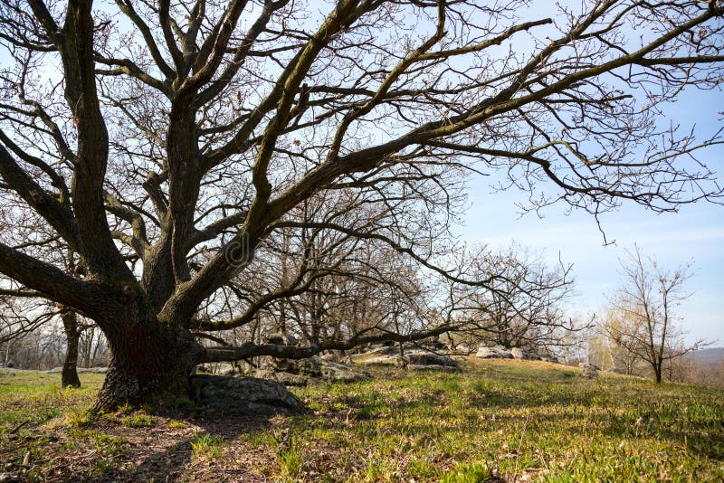 Oak Trees on Green Meadow at a Spring Day Stock Image - Image of ...