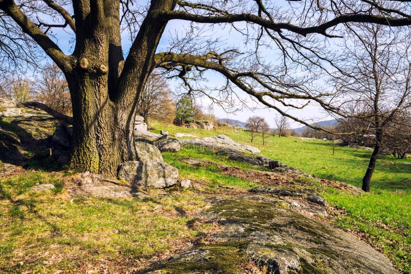 Oak Trees on Green Meadow at a Spring Day Stock Image - Image of nature ...