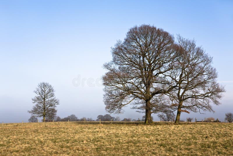 Oak Trees stock image. Image of trees, group, horizon - 52065315