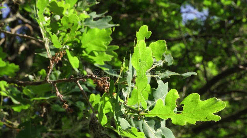 Oak Trees Infested with Larvae Processionary Thaumetopoea Processionea ...