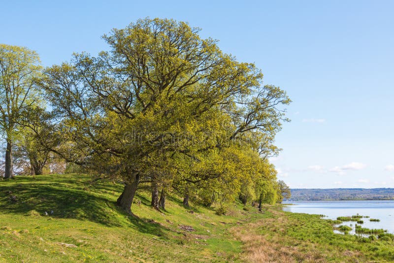 Oak trees landscape stock photo. Image of green, beauty - 51997812