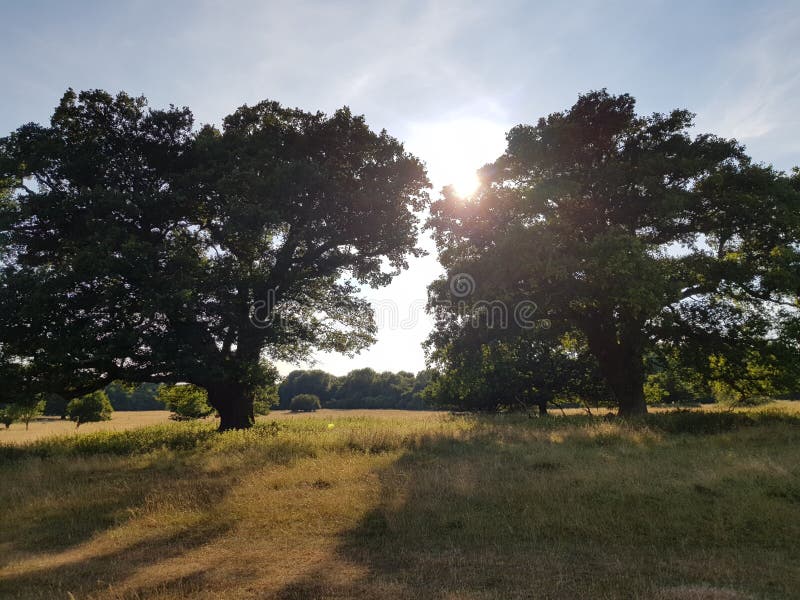 The trees agree with me stock photo. Image of black - 109672224