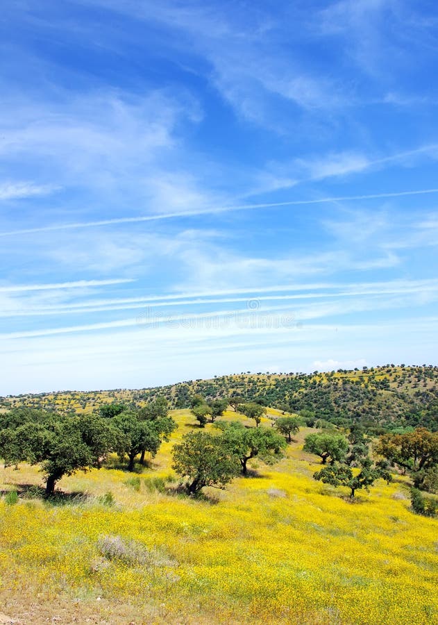 Mediterranean Forest in Summer. Luxuriant Beech Wood of the Italian ...