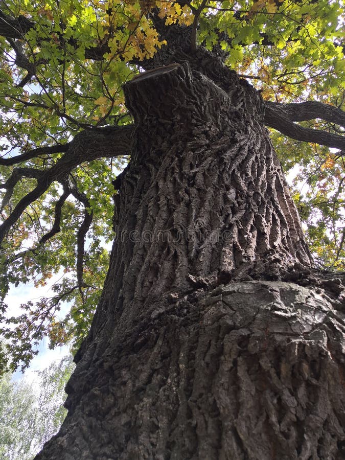 Mighty Branches of Two Trees with Young Leaves Taken Against the Sky ...