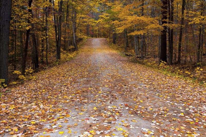 Fall Colours in Ontario Canada Giant Oak Trees Stock Photo - Image of ...