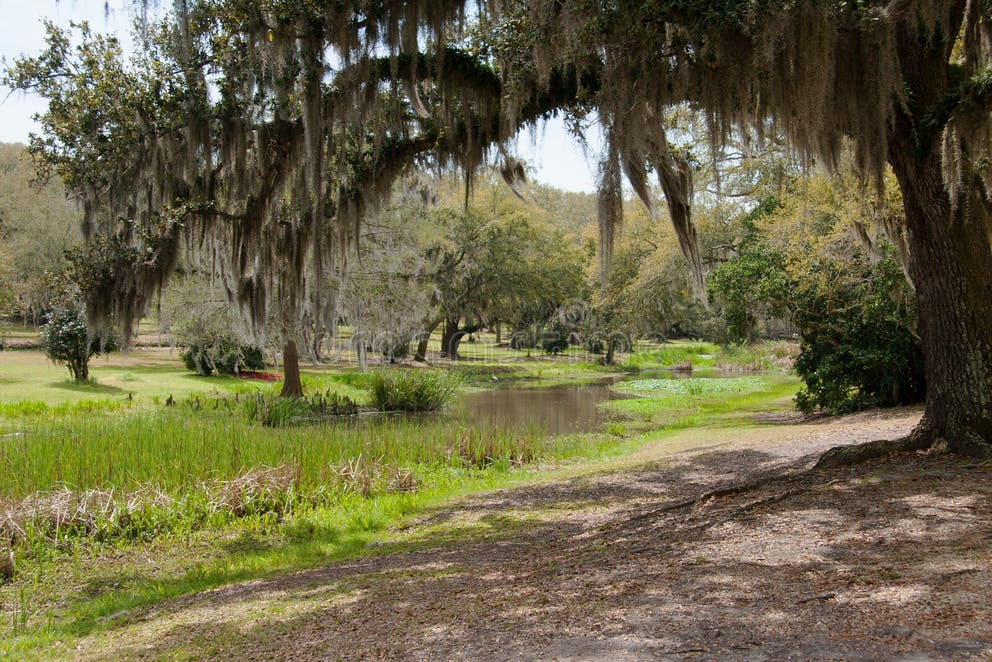 Oak Trees over the Bayou stock image. Image of bayou - 20675749