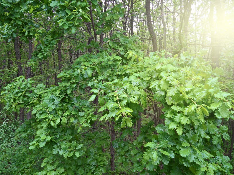 The Oak Trees after the Rain in the Spring Stock Image - Image of ...