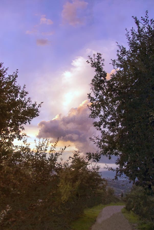 The Oak Trees Reveal a View of the Sky Stock Image - Image of trees ...