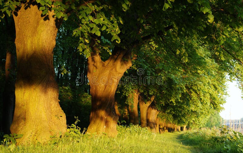 Oak trees in a row stock image. Image of edges, leafs - 27057359