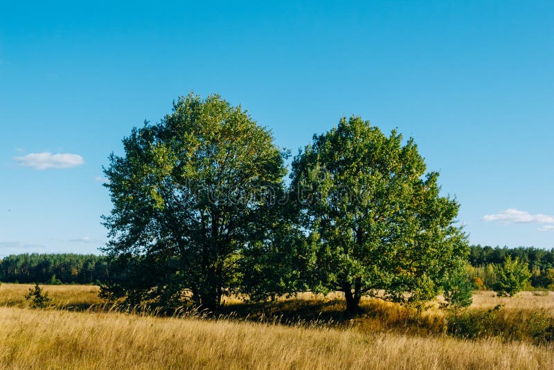 Oak trees in a rural field stock image. Image of land - 93675693