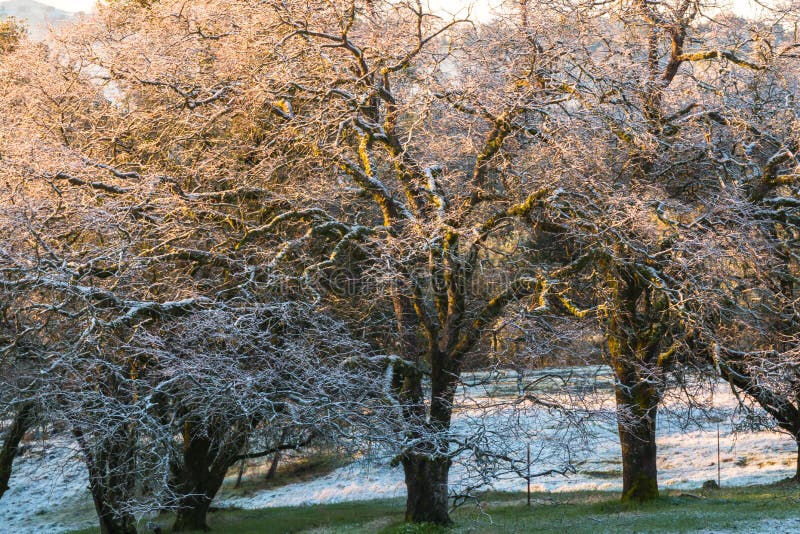 Oak Trees with Snow on the Branches Stock Photo - Image of sunlight ...