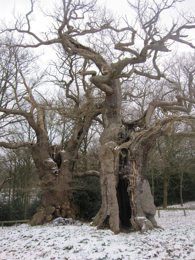 Cold Oak Trees stock photo. Image of cold, winter, snow - 112522642
