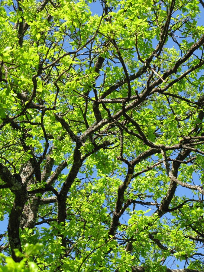 Oak trees stock photo. Image of leaves, blue, soaking - 53161198