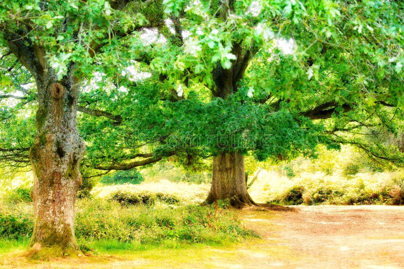 Oak trees in summer stock photo. Image of surrey, water - 291850646