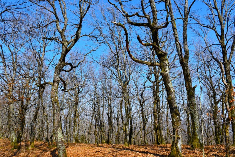 Oak Trees in a Temperate, Deciduous Forest Stock Photo - Image of ...