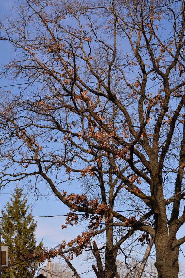 Oak Trees in the Town in Early Spring Stock Image - Image of landscape ...