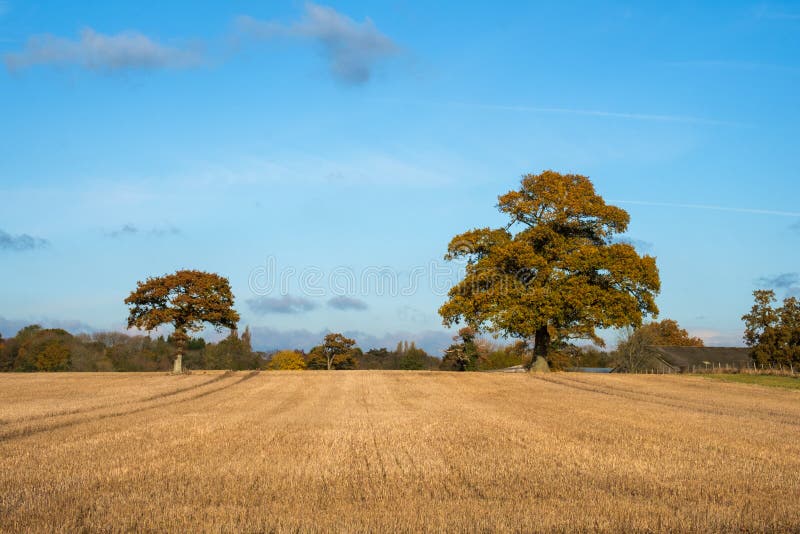 Two Oak Trees Across a Field Stock Photo - Image of stubble, land ...