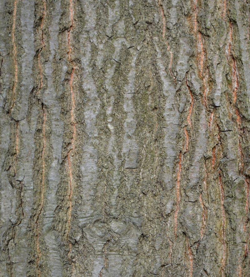 Oak trunk stock image. Image of trunk, background, surface - 178254967