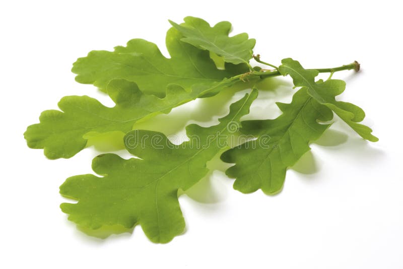 Oak twig stock image. Image of nature, leafy, background - 14407453