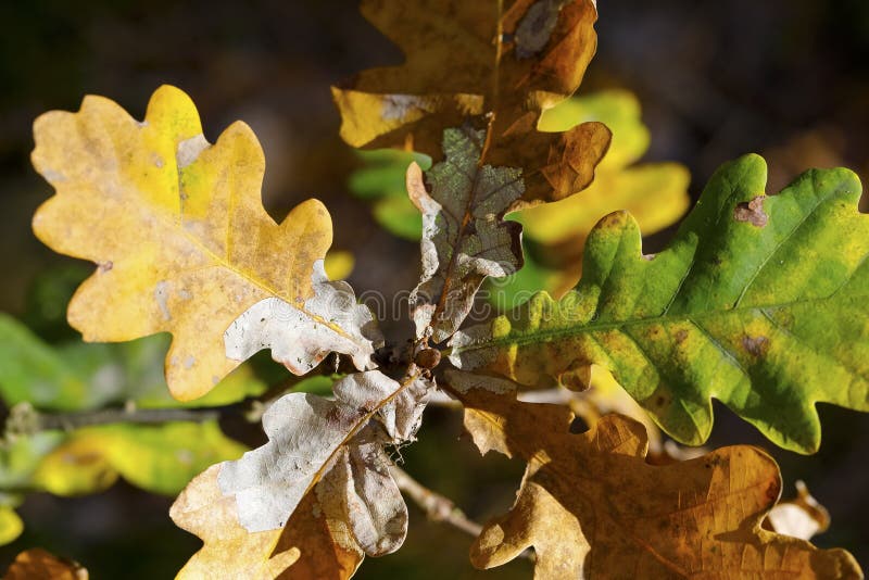 Oak twig in autumn stock photo. Image of pigment, sunlight - 141284934