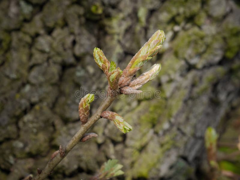 Oak twig with buds stock image. Image of alternative - 114764695