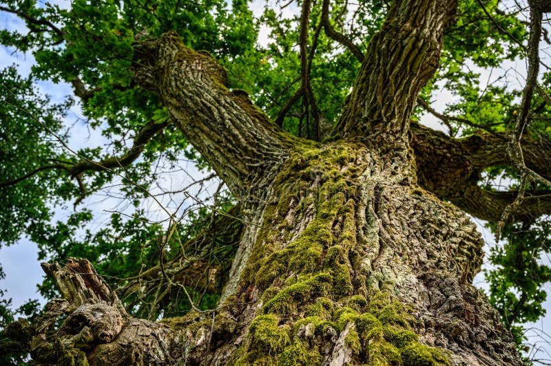 Oak View from Bottom To Top. a Mighty Old Tree with Moss on the Bark ...