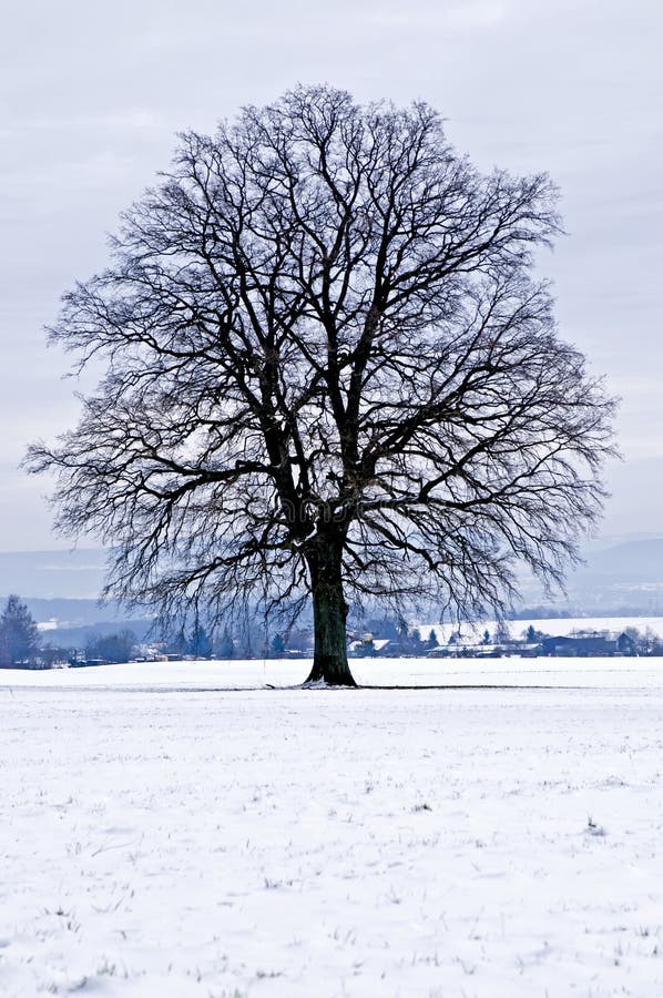 Oak in winter stock image. Image of tree, nature, peaceful - 28894969