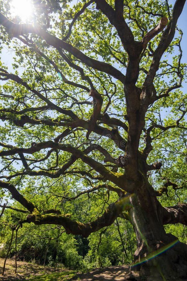 The Oak of the Witches stock image. Image of foliage - 316910241