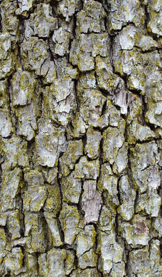 Oak wood bark texture stock photo. Image of tree, texture - 59874900