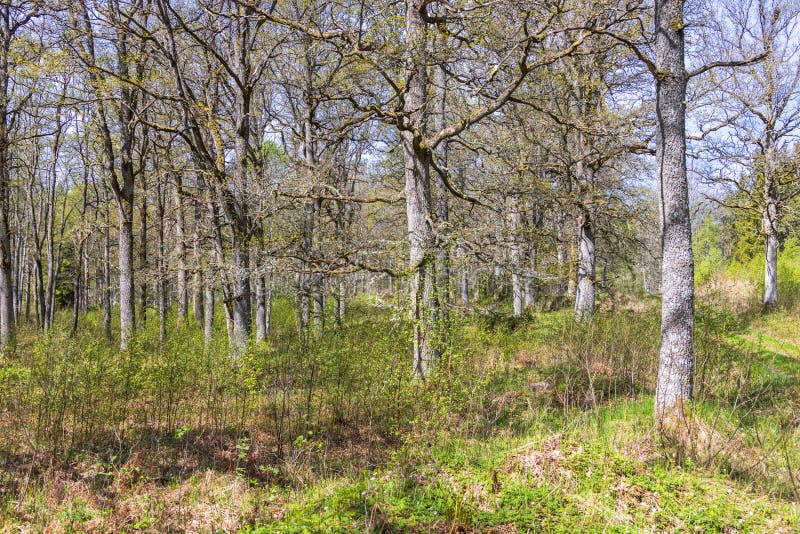 Oak Woodland with Lush Green Trees at Spring Stock Image - Image of ...