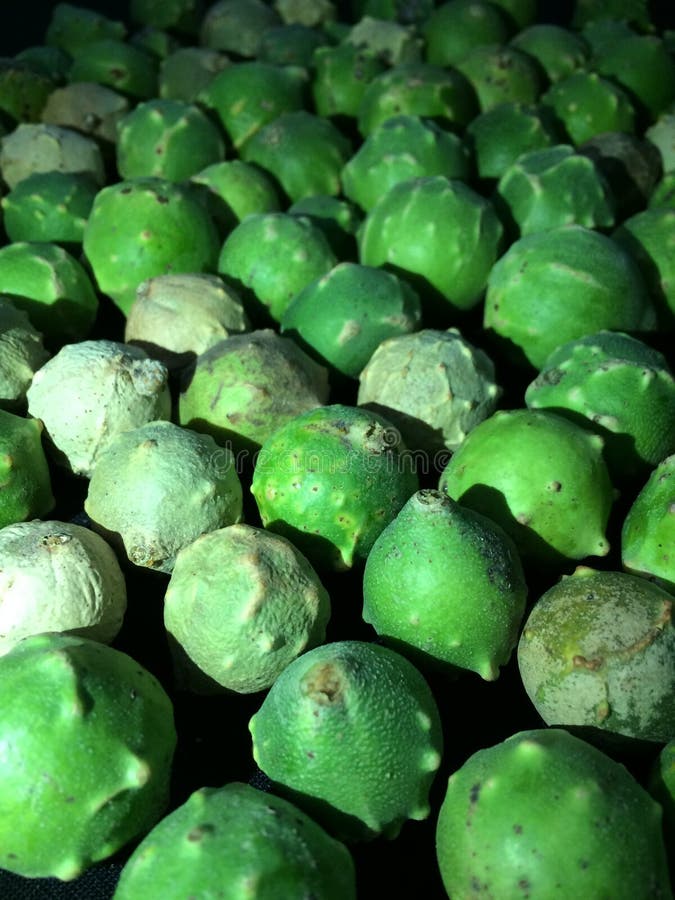 Oakgall stock photo. Image of oaks, gall, trees, produced - 124122342