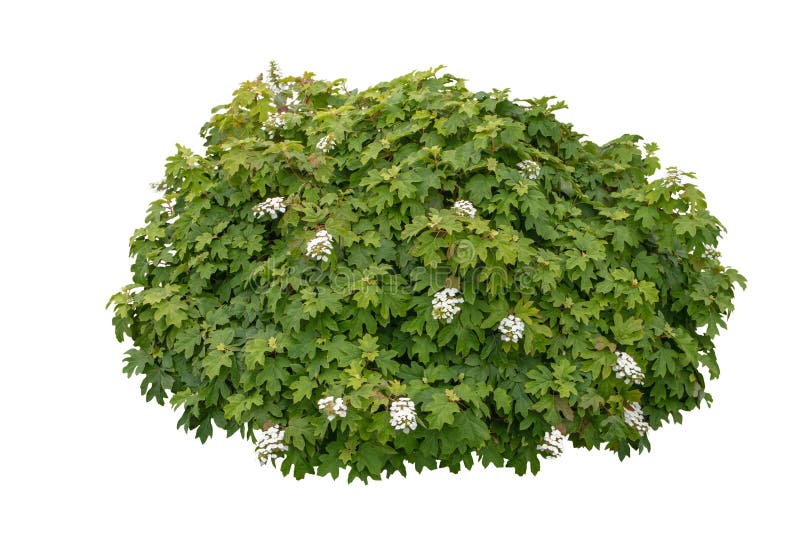 Oakleaf Hydrangea Bush with White Flowers Isolated on White Background ...