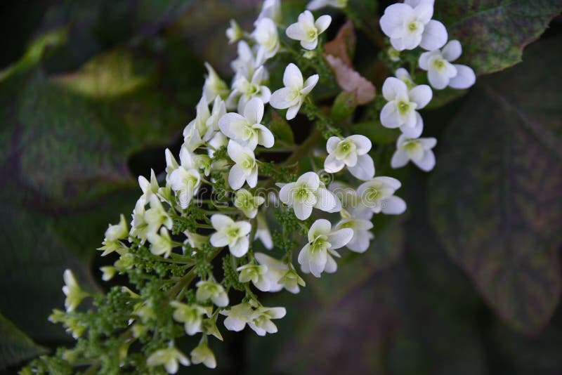 Oakleaf Hydrangea / Hydrangea Quercifolia `Snow Flake` Stock Photo ...