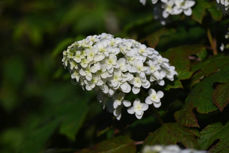 Oakleaf Hydrangea / Hydrangea Quercifolia `Snow Flake` Stock Image ...