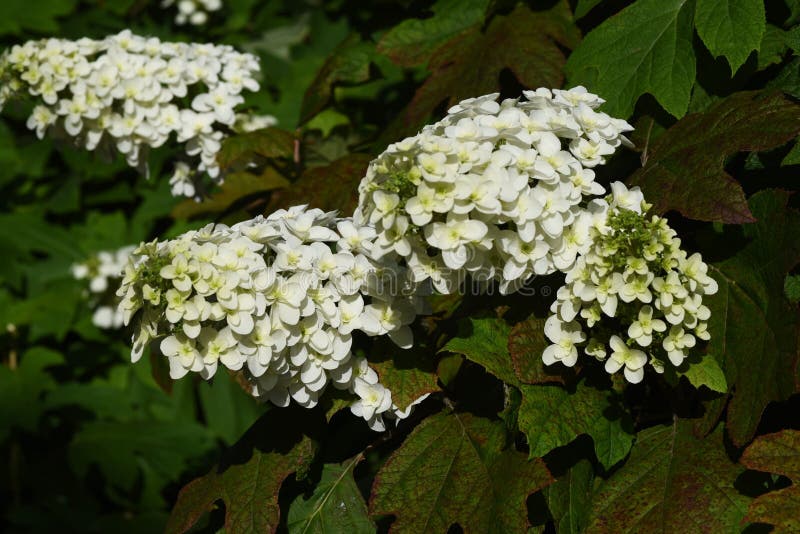 Oakleaf Hydrangea / Hydrangea Quercifolia `Snow Flake` Stock Image ...