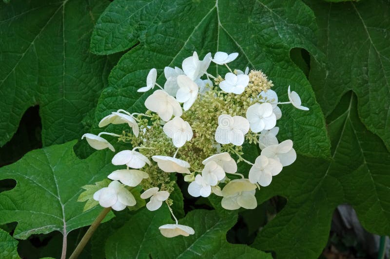 Oakleaf Hydrangea (lat. Hydrangea Quercifolia Stock Image - Image of ...