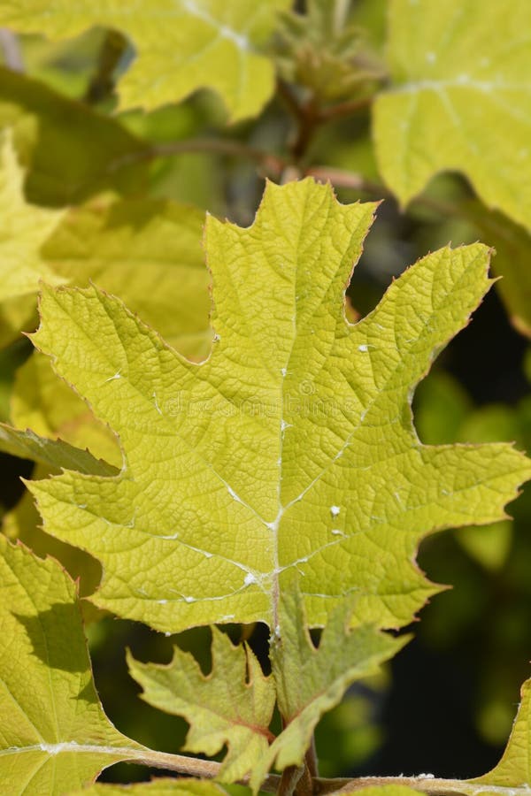 Oakleaf hydrangea stock photo. Image of quercifolia - 228545102