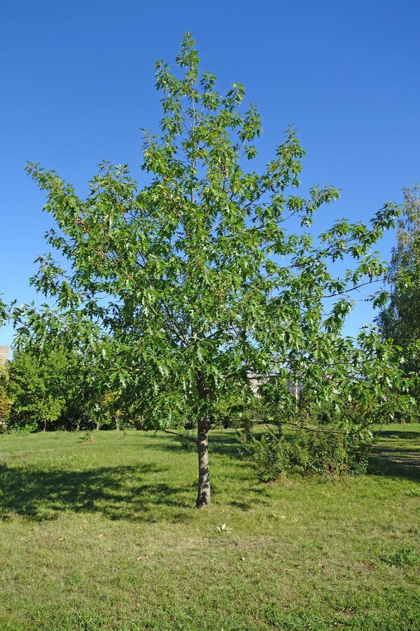 Oaklet stock photo. Image of leaf, green, color, oakling - 44363740