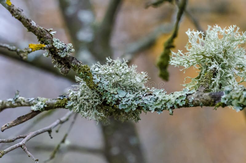 Oakmoss on the Branches in Garden Stock Image - Image of plants ...